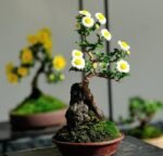 12 Smallest Bonsai Trees Collection for Indoor and Outdoors - The ...